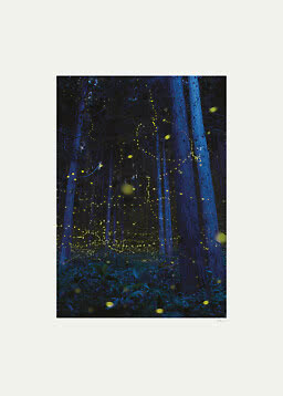 Nature poster – Fireflies in the Forest | Postery